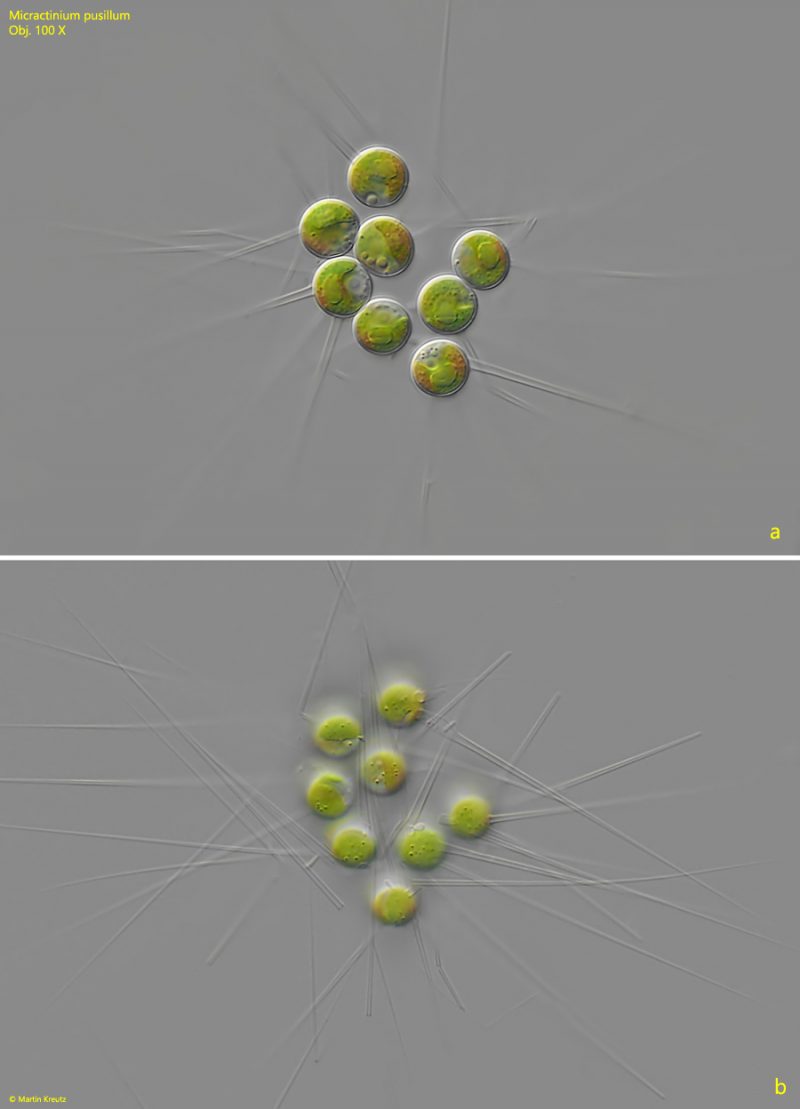 Micractinium pusillum – Real Micro Life