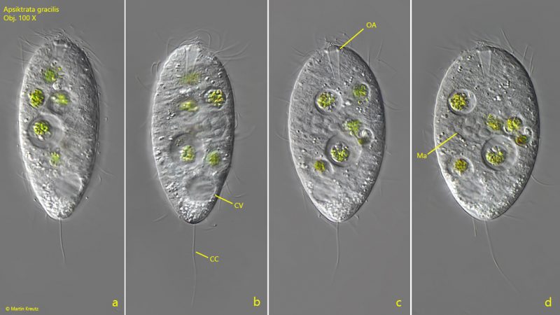 Apsiktrata gracilis – Real Micro Life