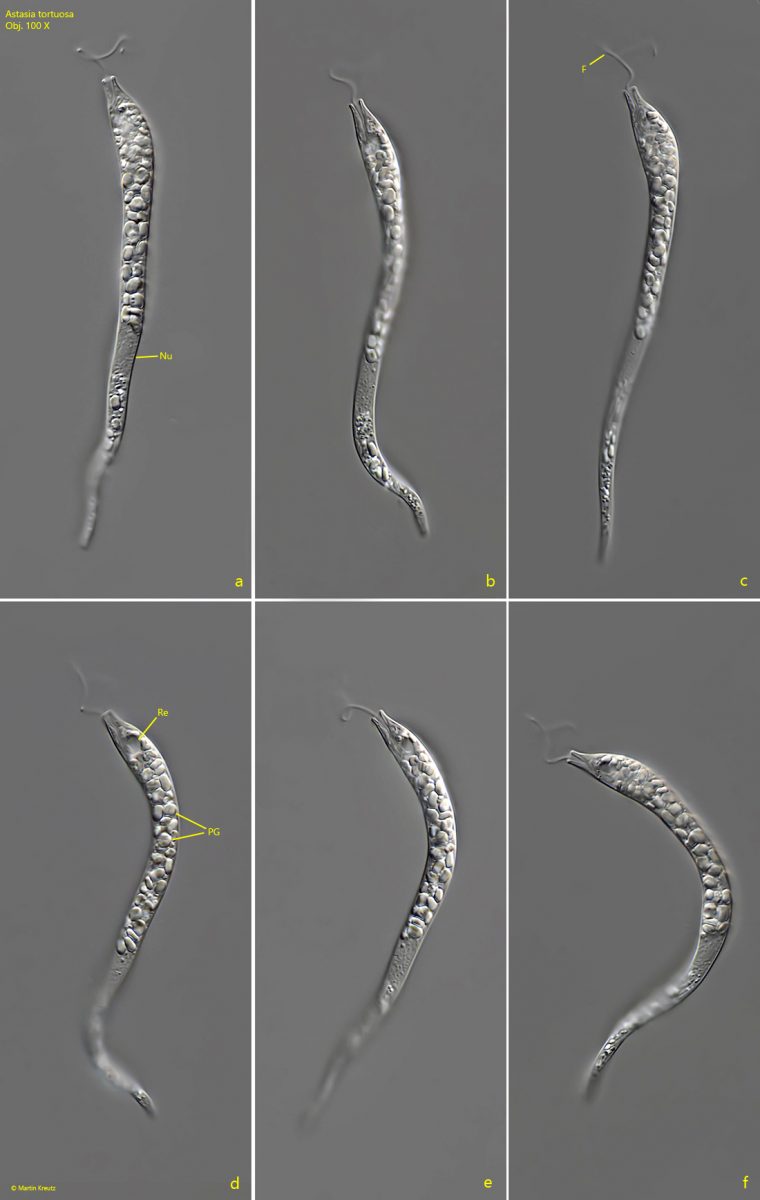 Astasia tortuosa – Real Micro Life