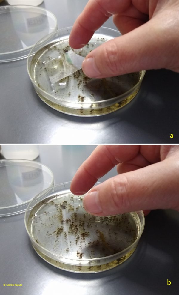 The floating coverslip – Real Micro Life