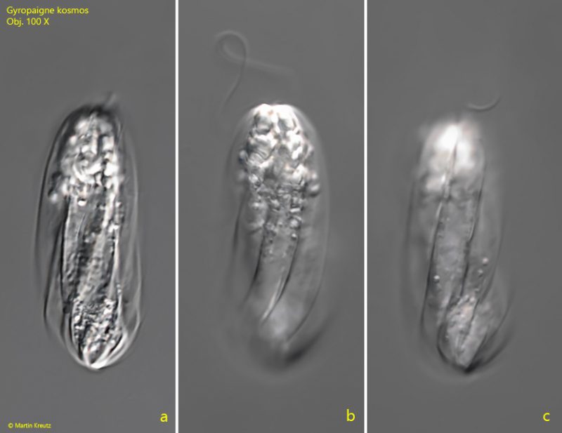 Gyropaigne kosmos – Real Micro Life
