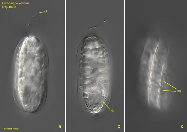 Gyropaigne kosmos – Real Micro Life