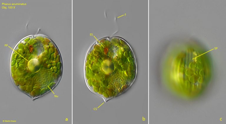 Phacus acuminatus – Real Micro Life