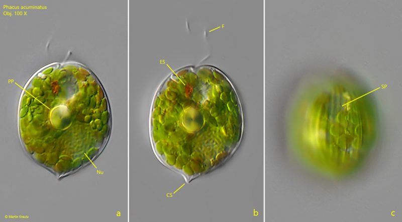 Phacus acuminatus – Real Micro Life
