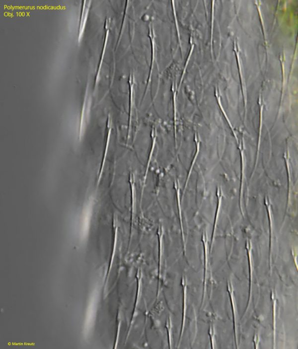 Polymerurus nodicaudus – Real Micro Life
