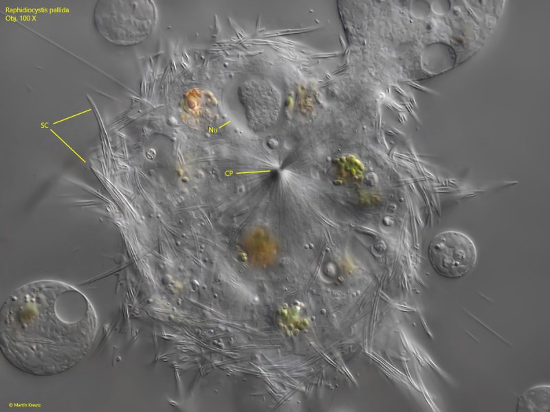 Raphidocystis pallida – Real Micro Life