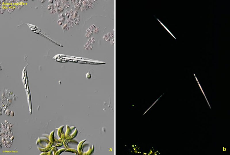 Astasia sagittifera – Real Micro Life