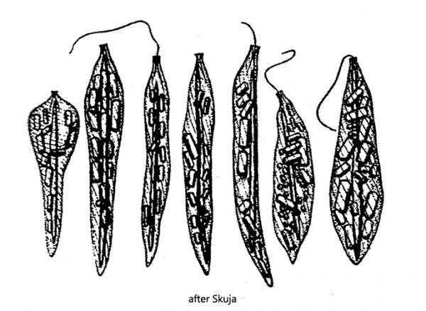 Astasia sagittifera – Real Micro Life