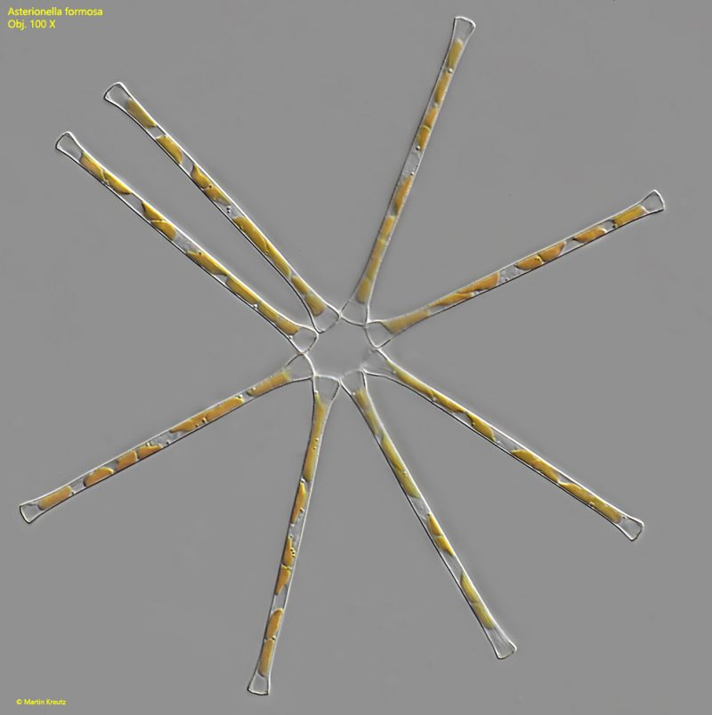 Asterionella formosa – Real Micro Life