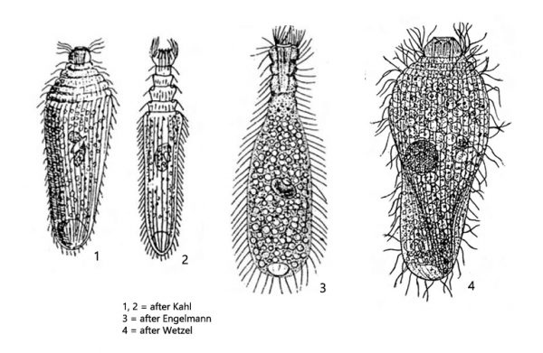 Lagynus elegans – Real Micro Life