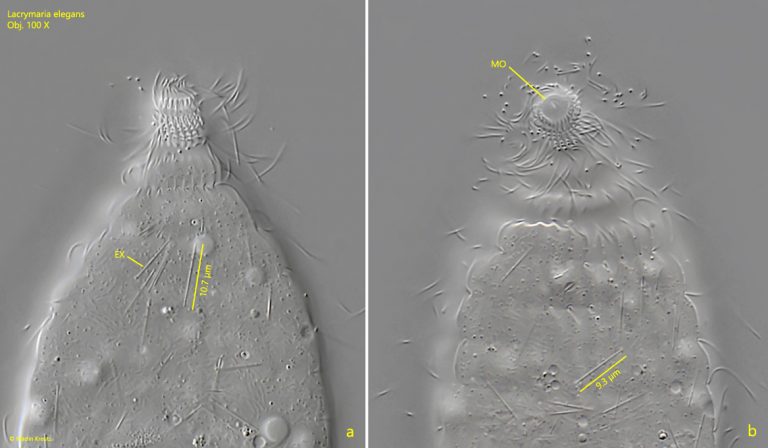 Lagynus elegans – Real Micro Life