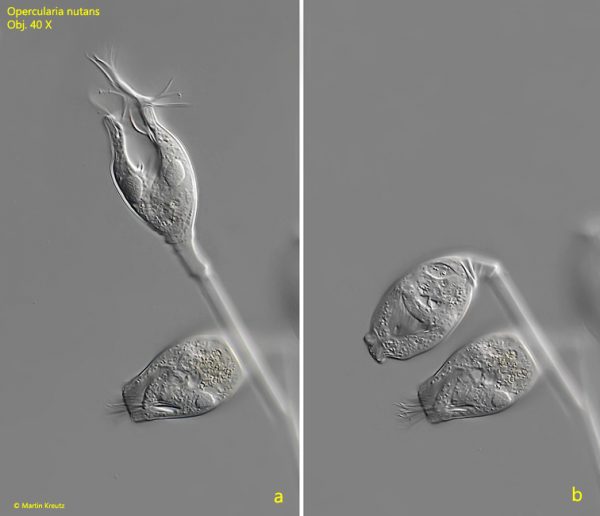 Opercularia nutans – Real Micro Life