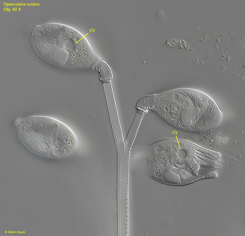 Opercularia nutans – Real Micro Life