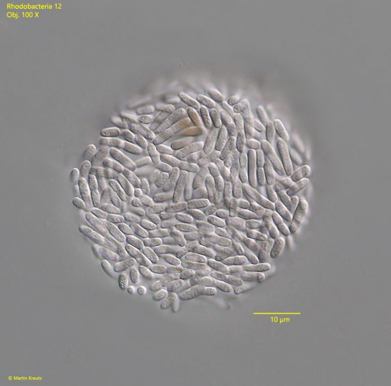 Rhodobacteria 12 – Real Micro Life