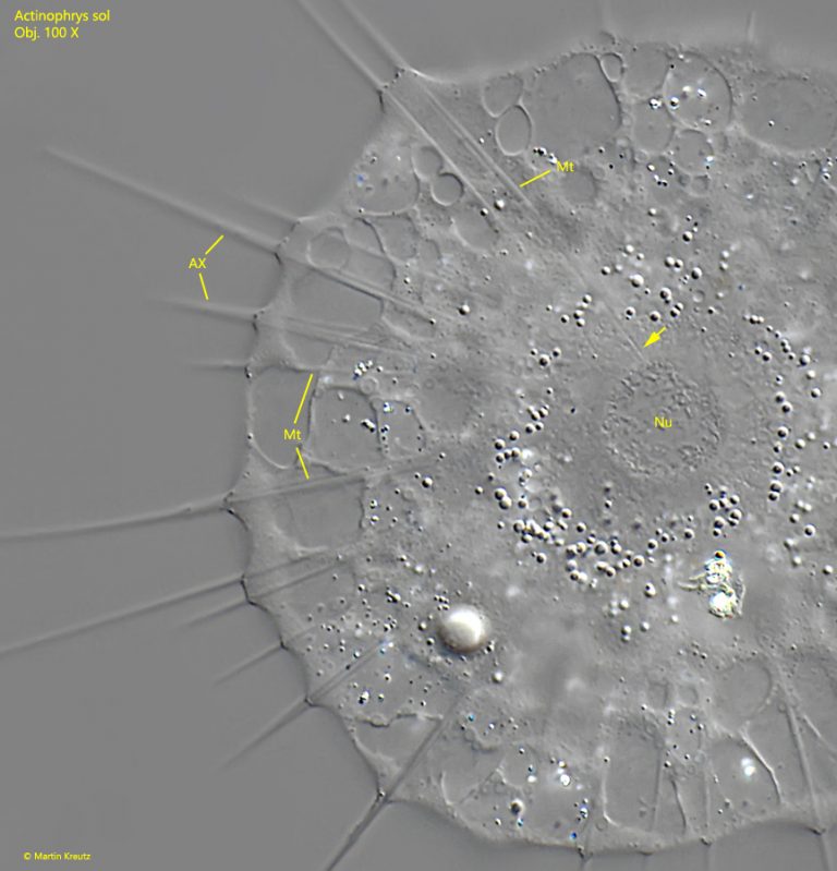 Actinophrys sol – Real Micro Life