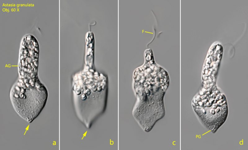 Astasia granulata – Real Micro Life