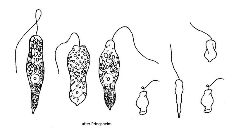 Astasia granulata – Real Micro Life