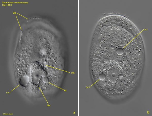 Gastronauta membranaceus – Real Micro Life