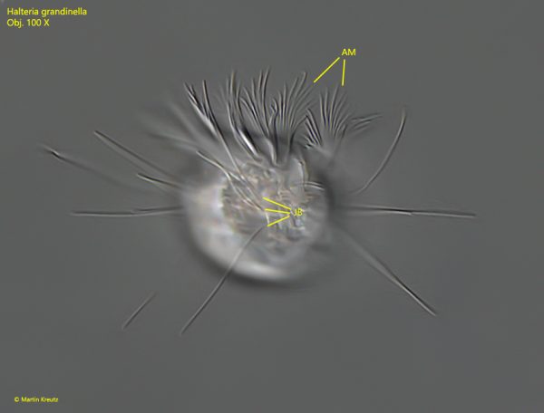 Halteria grandinella – Real Micro Life