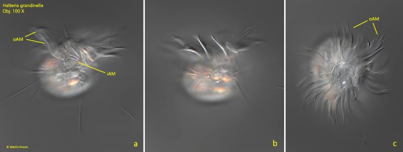Halteria grandinella – Real Micro Life