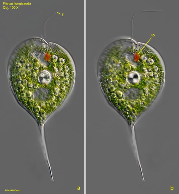 Phacus longicauda – Real Micro Life