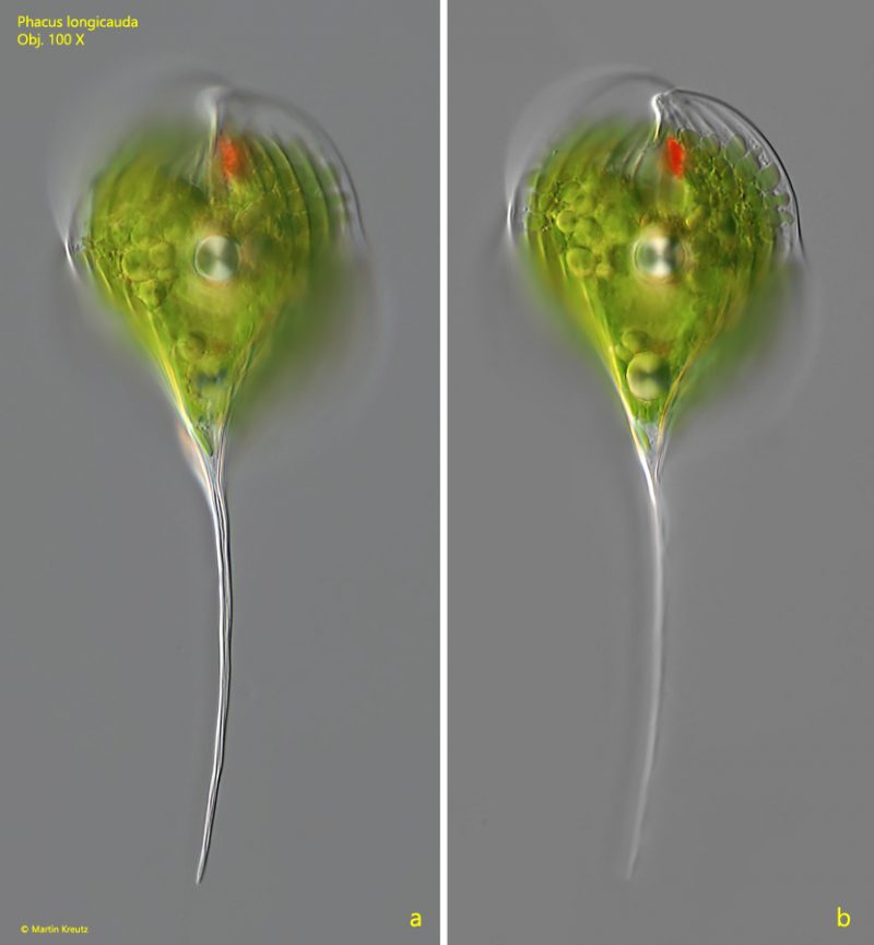 Phacus longicauda – Real Micro Life