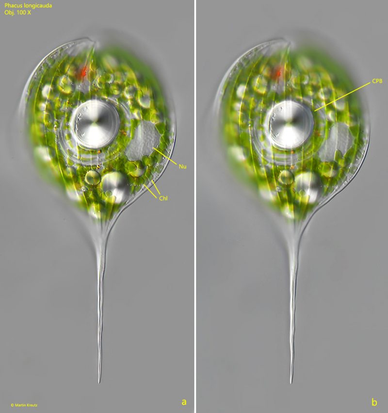 Phacus longicauda – Real Micro Life