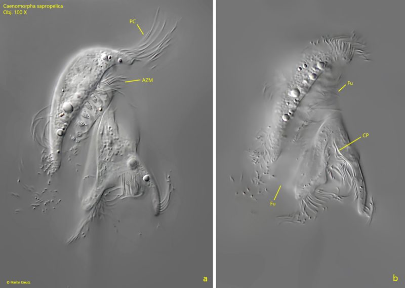 Caenomorpha sapropelica – Real Micro Life