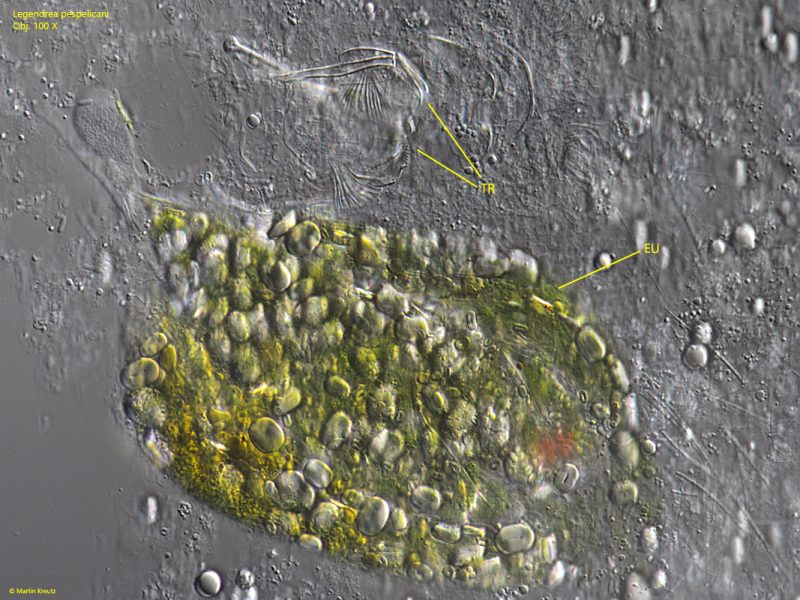 Legendrea pespelicani – Real Micro Life