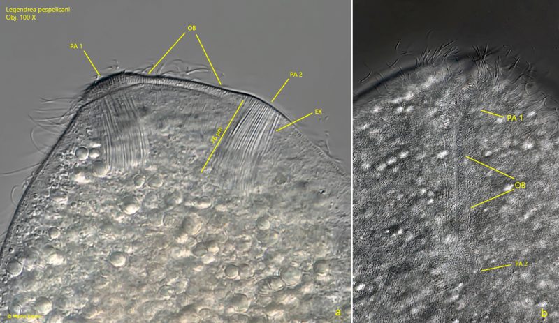 Legendrea pespelicani – Real Micro Life