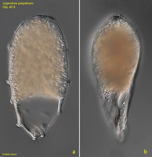 Legendrea pespelicani – Real Micro Life