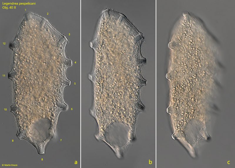 Legendrea pespelicani – Real Micro Life