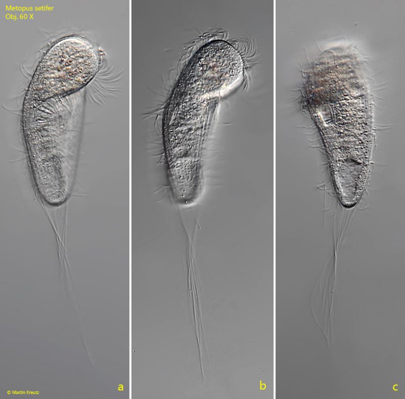 Metopus setifer – Real Micro Life