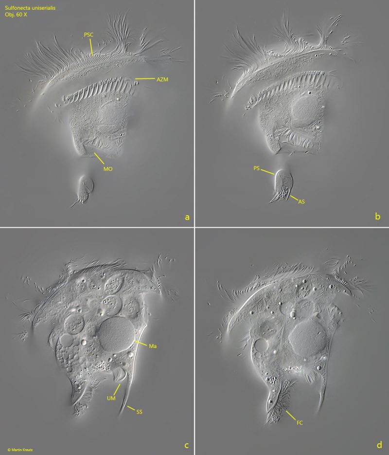 Sulfonecta uniserialis – Real Micro Life