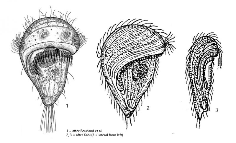 Urostomides bacillatus – Real Micro Life