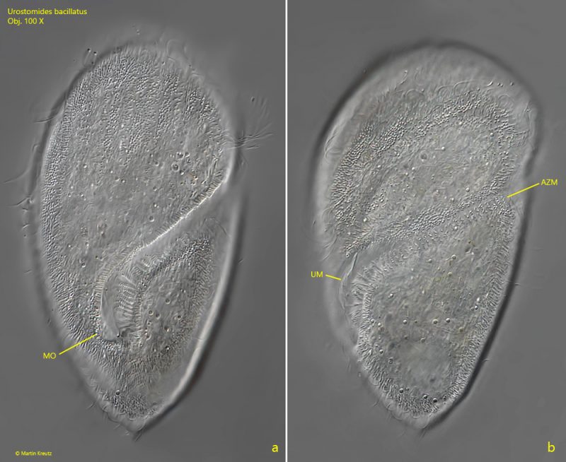 Urostomides bacillatus – Real Micro Life