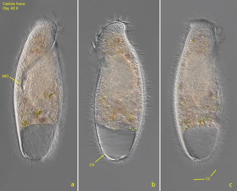 Castula fusca – Real Micro Life