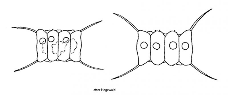 Desmodesmus communis – Real Micro Life