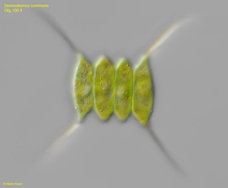 Desmodesmus communis – Real Micro Life