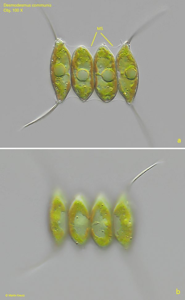 Desmodesmus communis – Real Micro Life