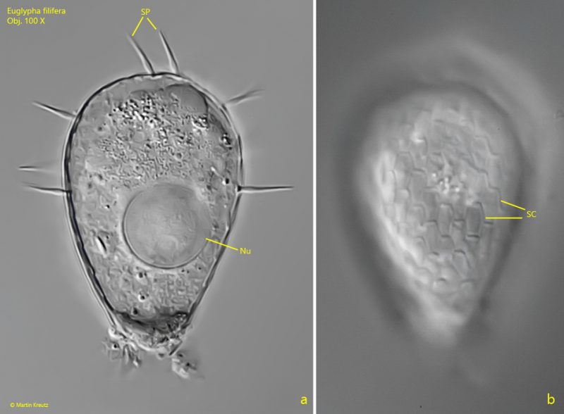 Euglypha filifera – Real Micro Life