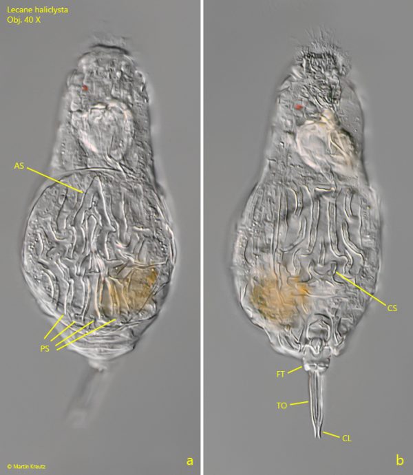 Lecane haliclysta – Real Micro Life