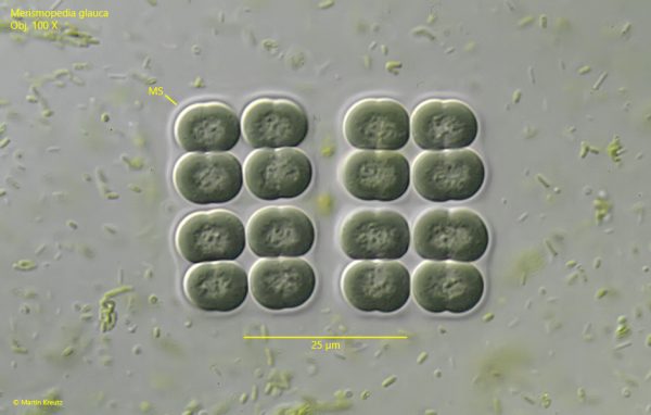 Merismopedia glauca – Real Micro Life