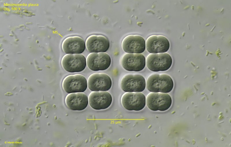 Merismopedia glauca – Real Micro Life