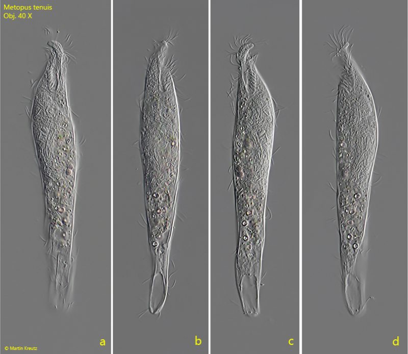 Metopus tenuis – Real Micro Life