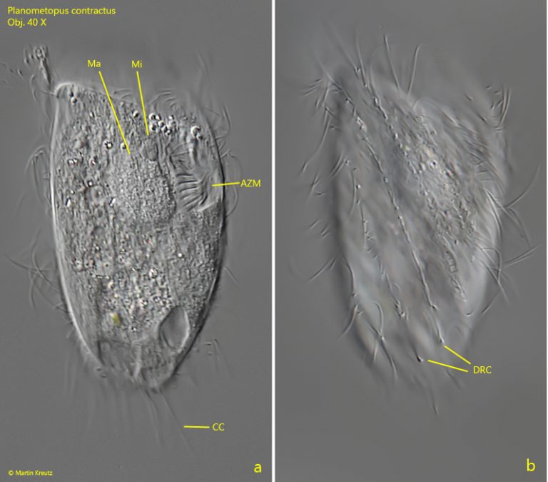Planometopus contractus – Real Micro Life