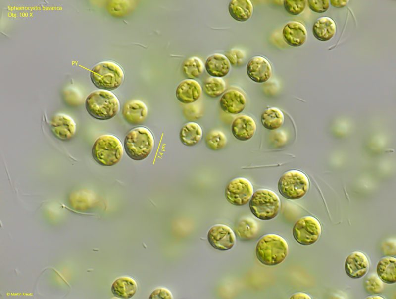 Sphaerocystis bavarica – Real Micro Life