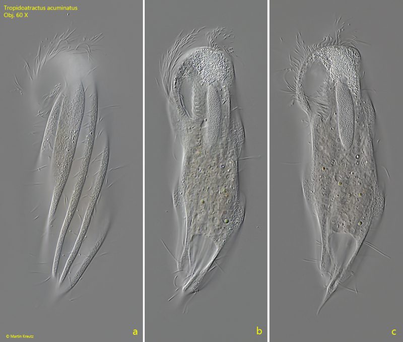 Tropidoatractus acuminatus – Real Micro Life