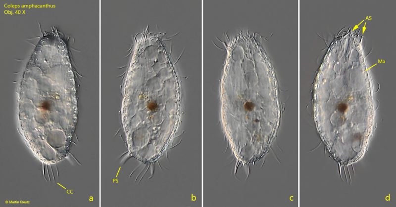 Coleps amphacanthus – Real Micro Life