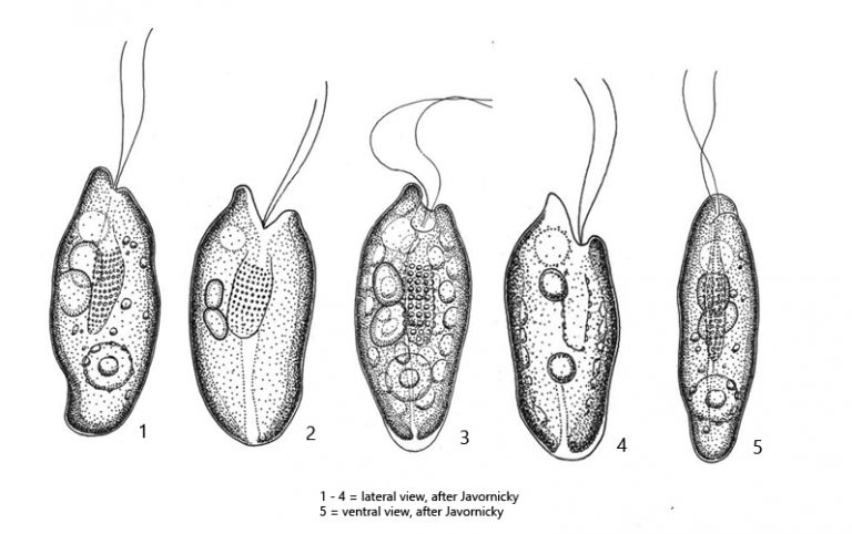 Cryptomonas borealis – Real Micro Life
